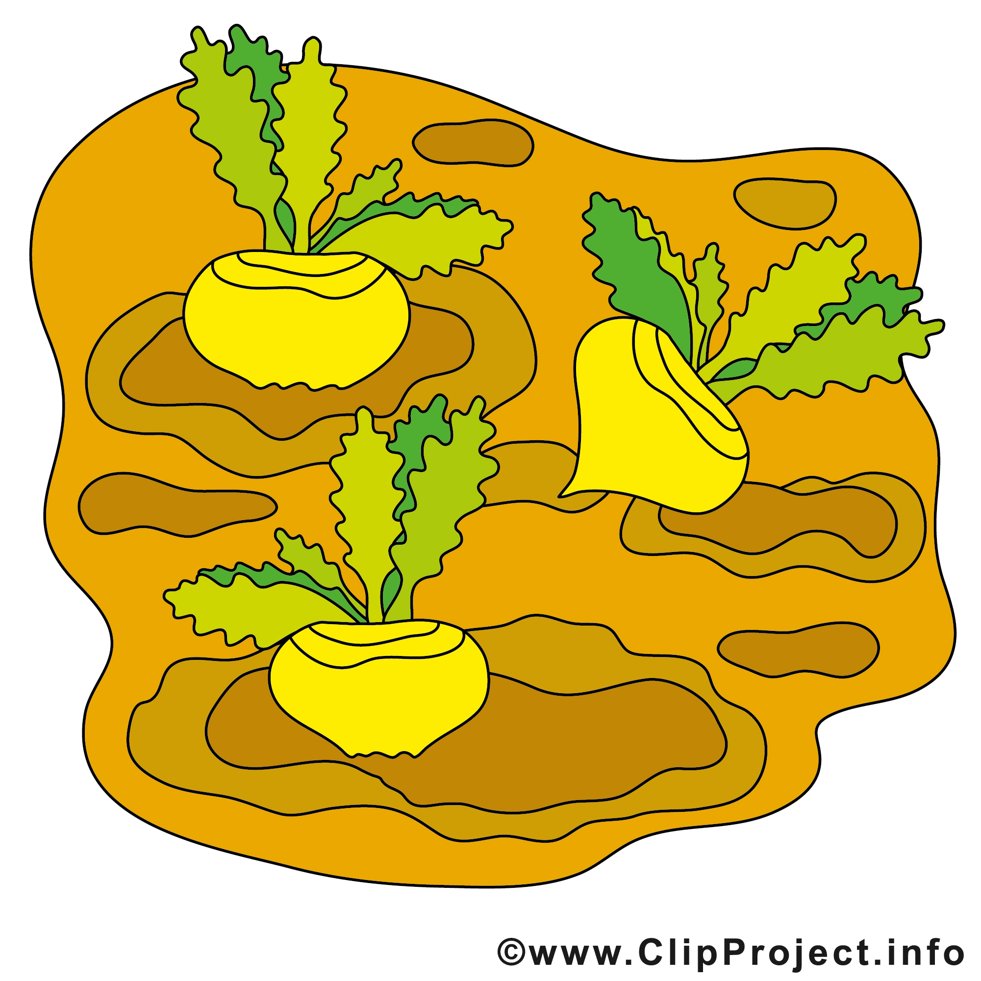 Navet clip art – Ferme gratuite à telécharger - Ferme dessin, picture ...